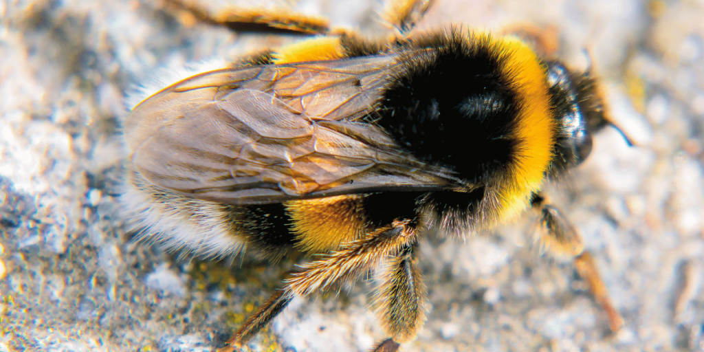 13 Symbolic Bumblebee Spiritual Meaning