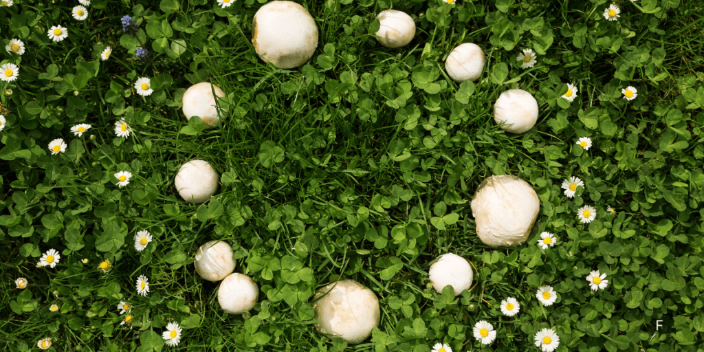 Fairy Rings in Grass Spiritual Meaning: Unlocking Their Mystical ...