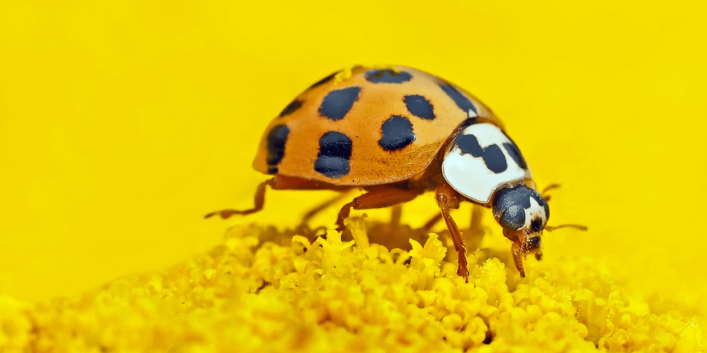 Yellow Ladybug Meaning: The Symbolism and Spiritual Sig