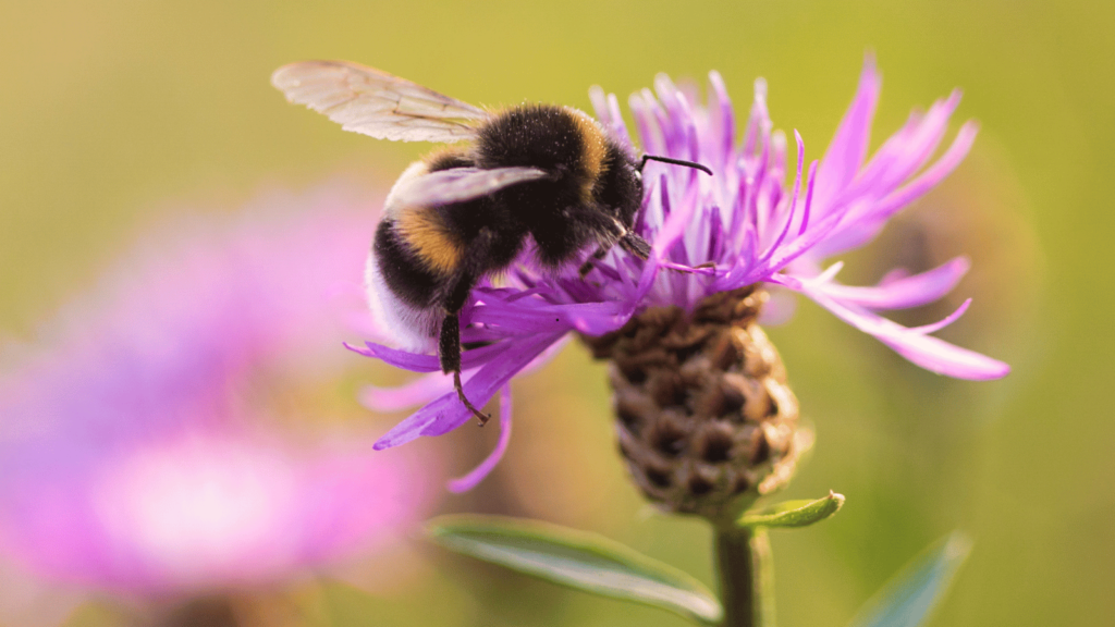 13 Symbolic Bumblebee Spiritual Meaning